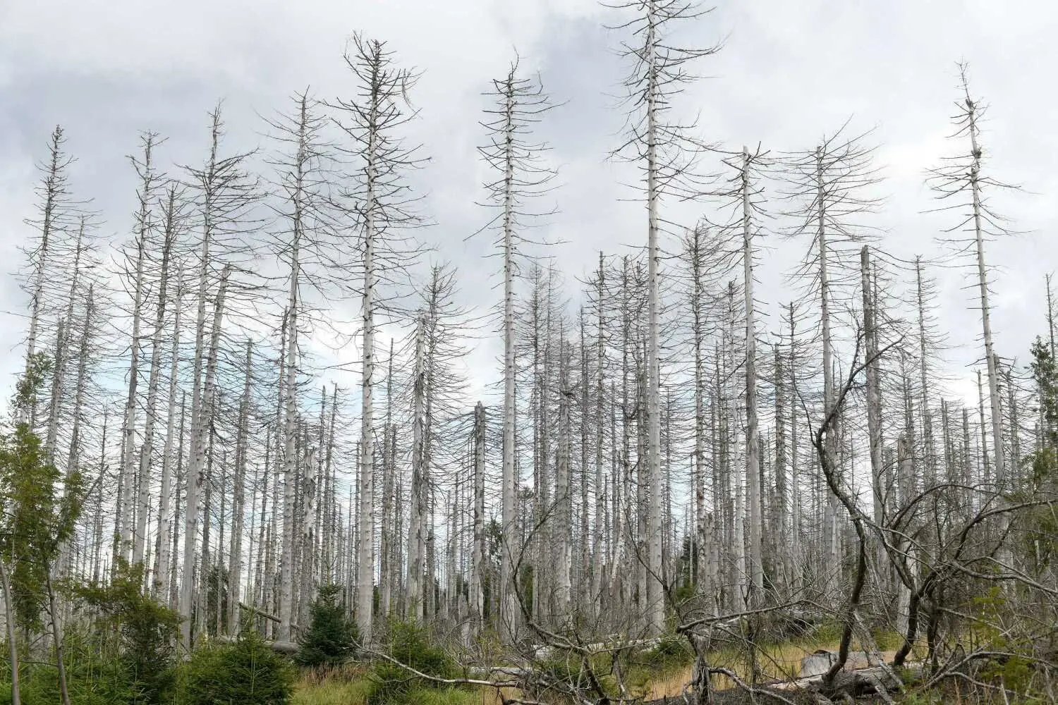 Klimawandel: Hitze und Überflutungen könnten 900 Milliarden Euro kosten | swp.de