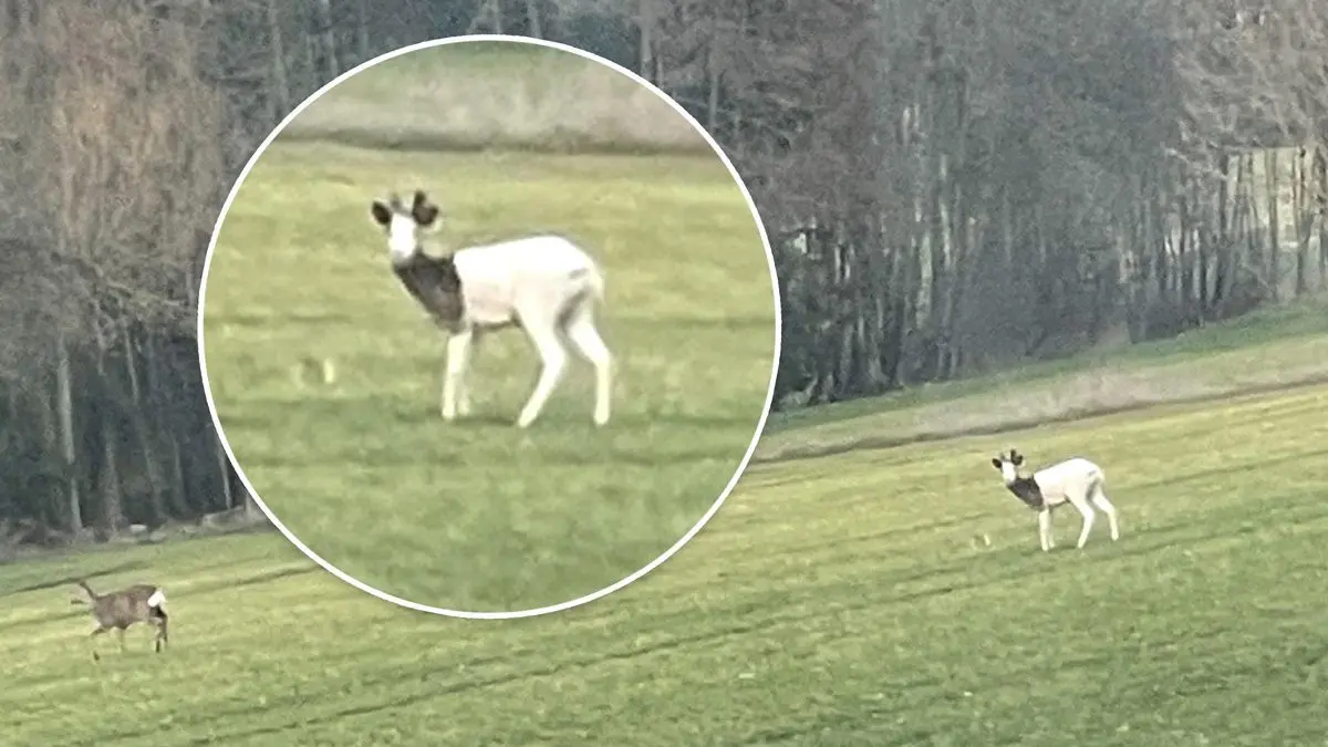 Halb-weißes Reh: Absolut seltenes Tier streift durch den Kreis Neu-Ulm ...