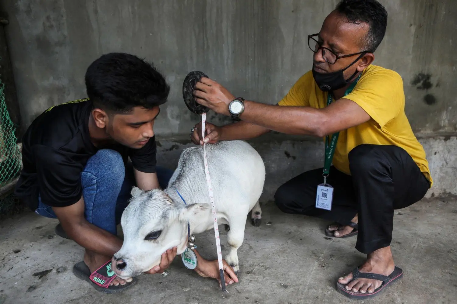 Mini-Kuh in Bangladesch: Die kleinste Kuh der Welt ist gerade mal 51 ...