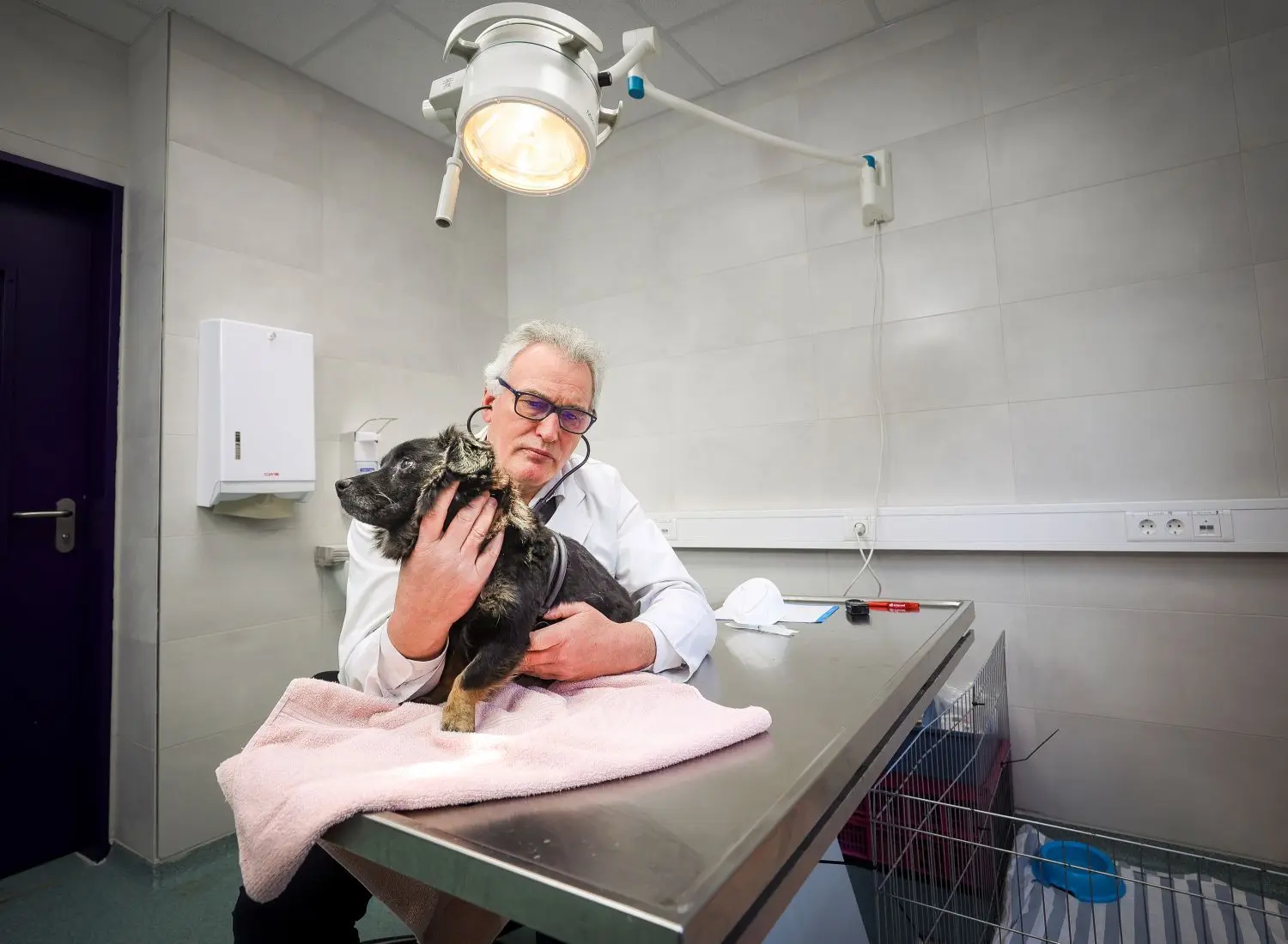 Unterwegs mit dem Tierarzt: Immer mehr beschlagnahmte Hunde: Tierarzt ...