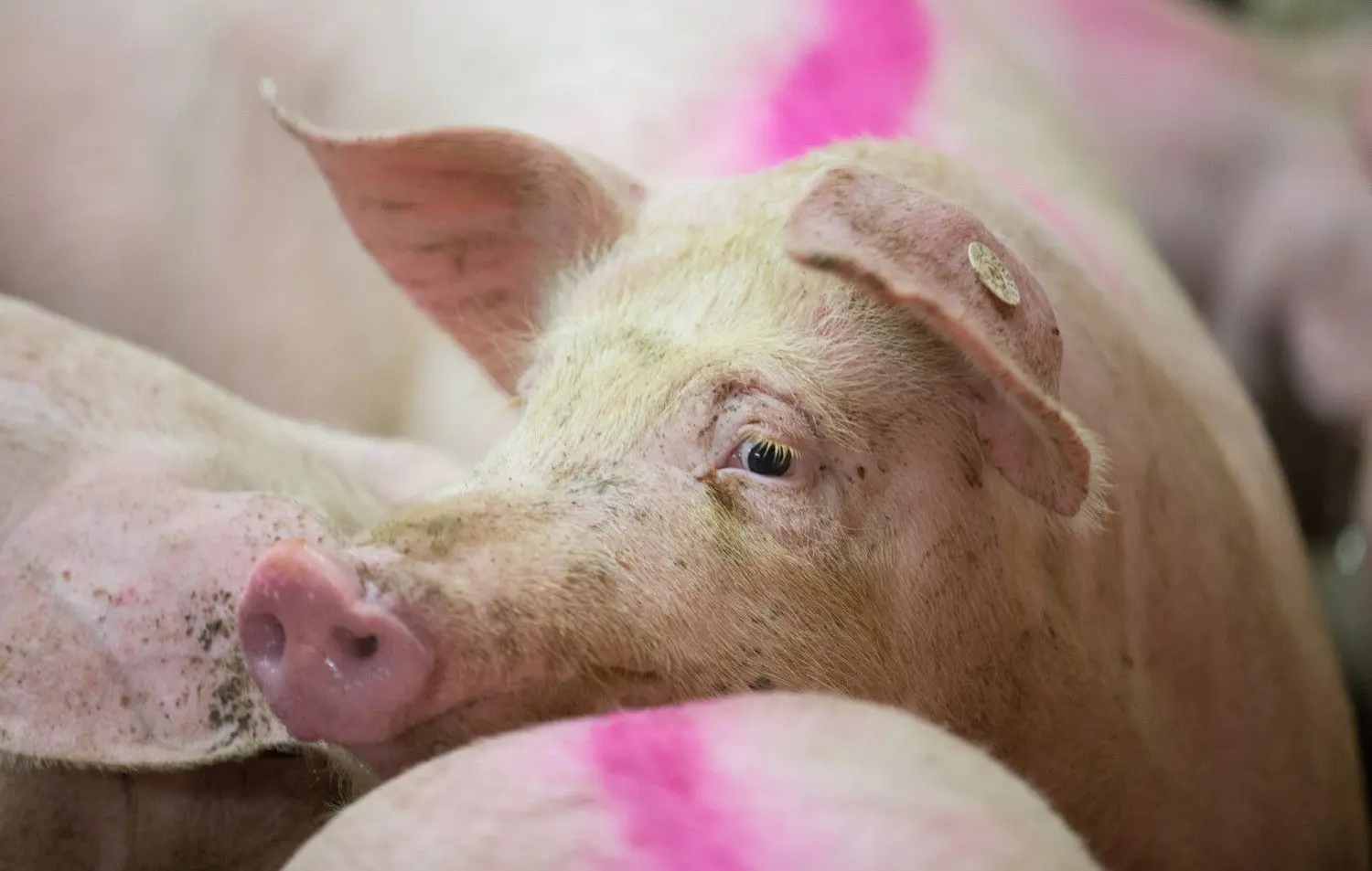 Tierwohlkennzeichen: Kriterien für staatliches Tierwohl-Logo werden ...