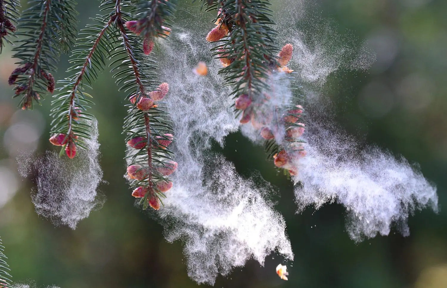 Pollenflug in Berlin heute: Allergene Belastung in der Woche vom 10.7 ...