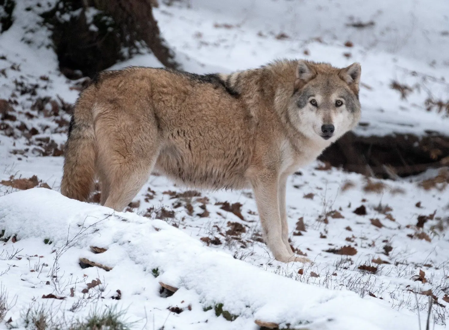 Land am Rand: Harter Winter für den Schwarzwald-Wolf | swp.de