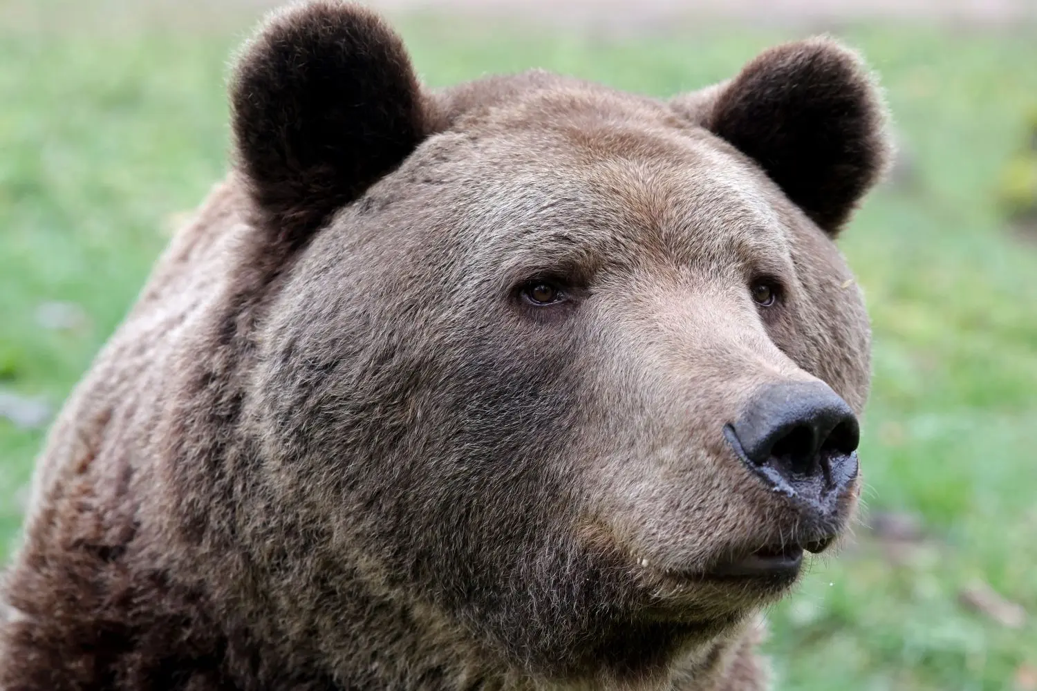 Kurioser Fall im Landkreis Hall: Bär in Rumänien geschossen? Jetzt ...