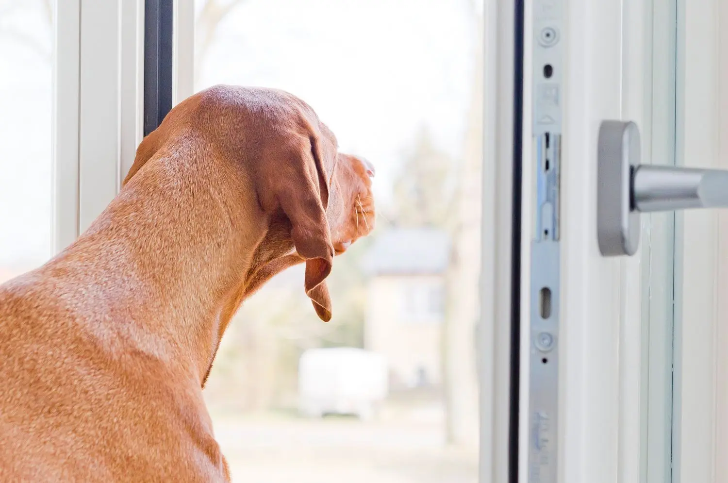 Hundegebell in Drackenstein: Bürgermeister fordert Hundebesitzer zur ...