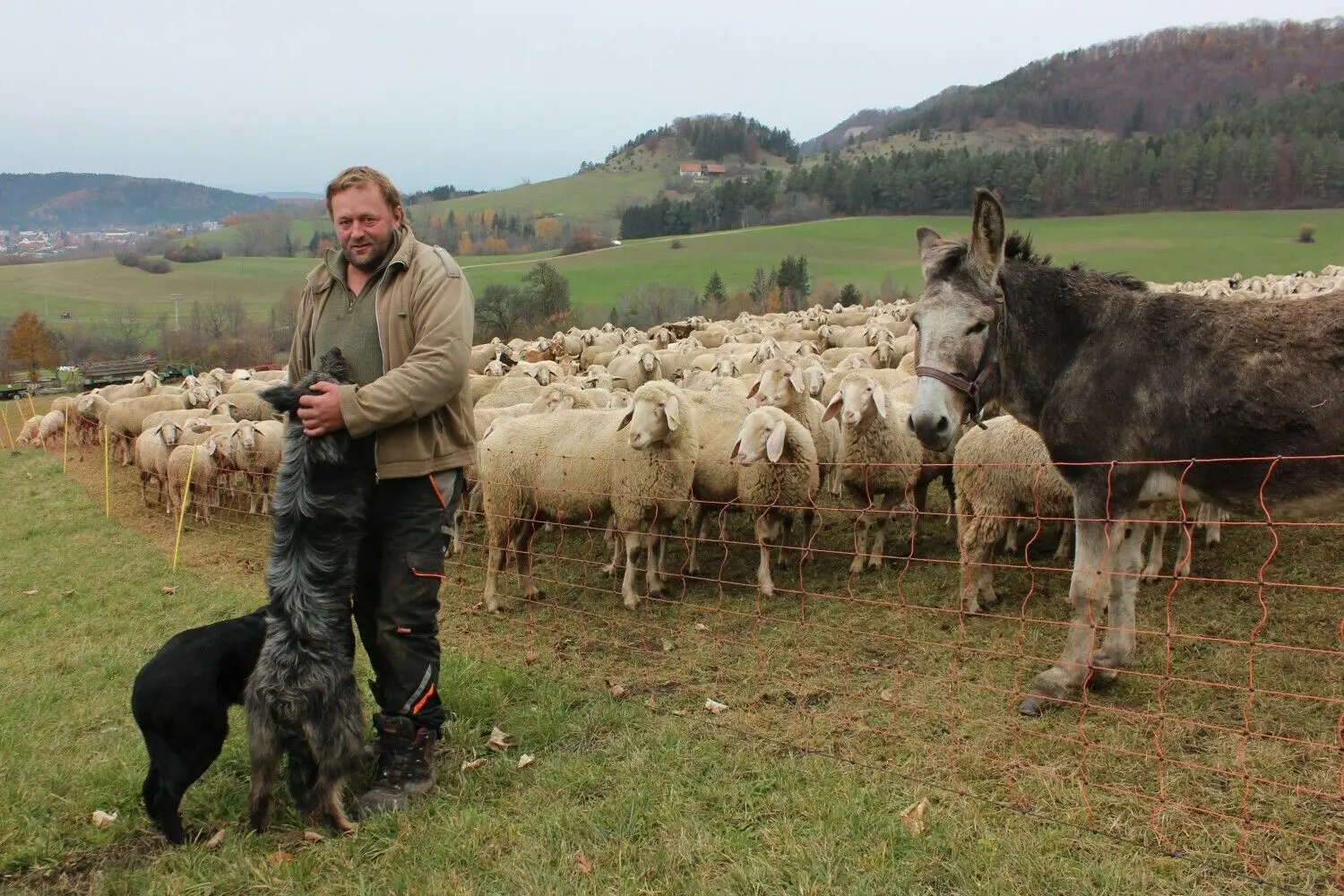 Wolf im Killertal: Schäfer besorgt – Wölfe gehören nicht auf die Alb ...