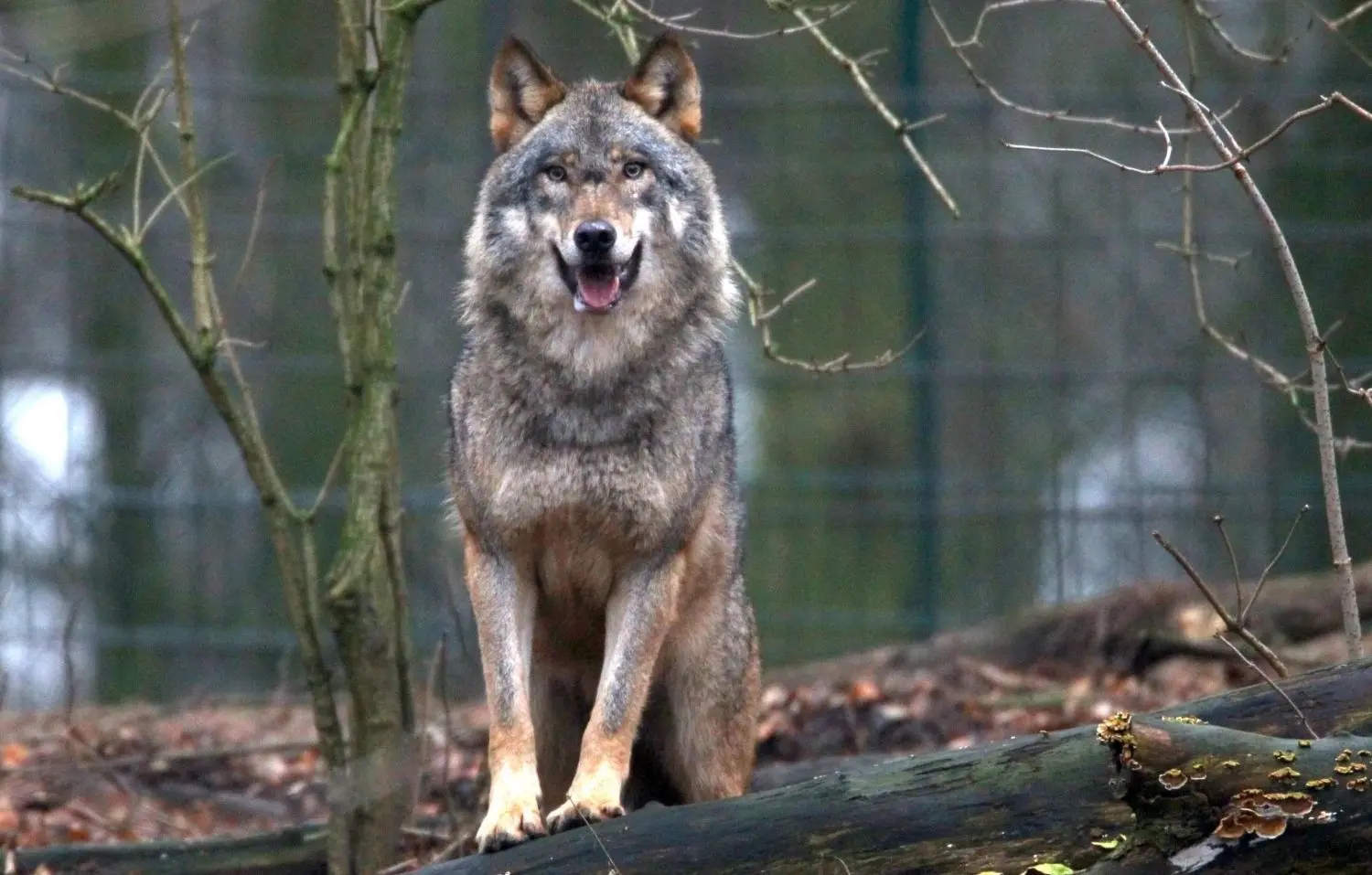 Wolf-Nachweis auf der Alb: Wildkamera beweist: Ein Wolf streift durch ...