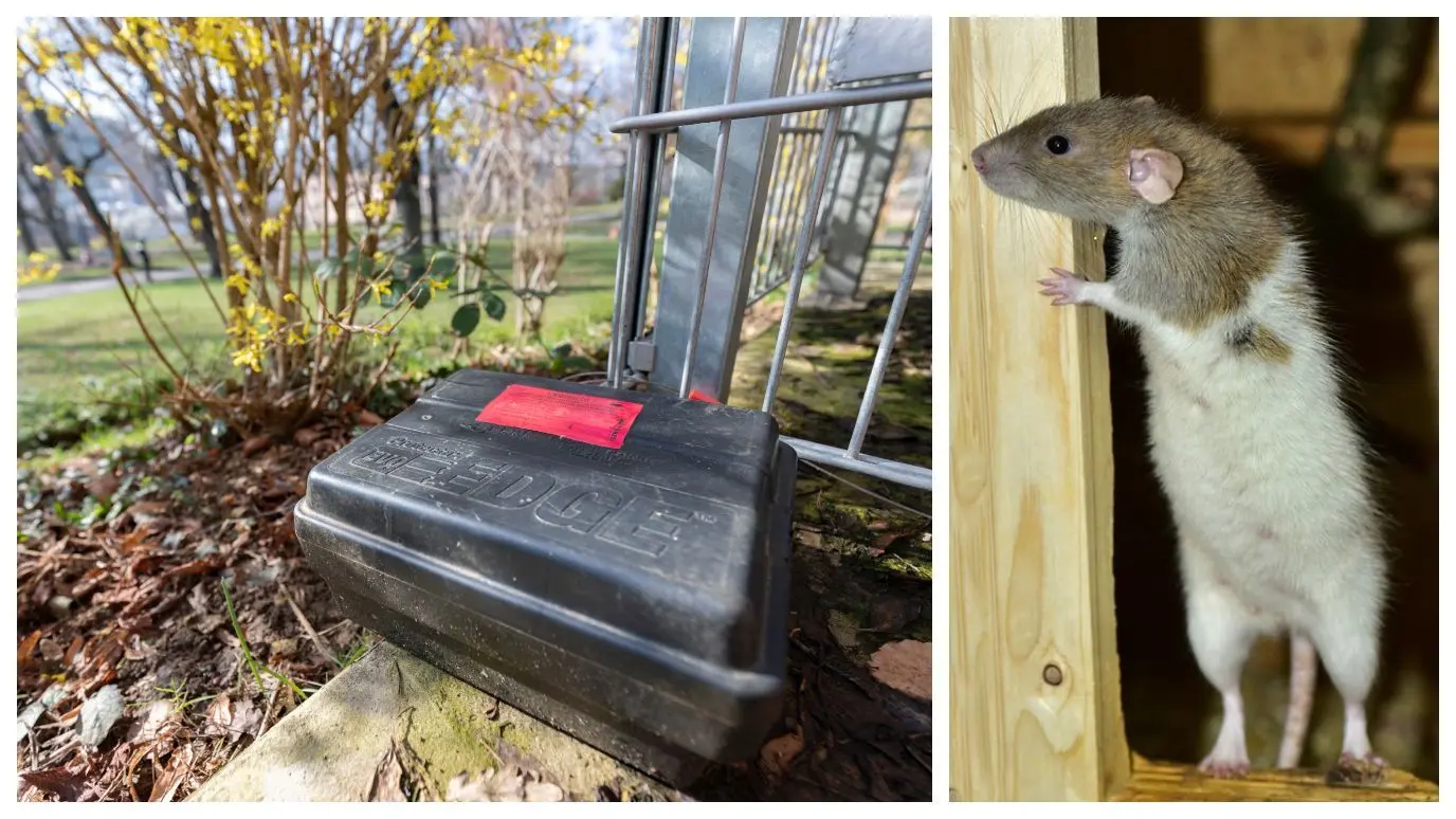 Schädlinge in Geislingen: Derzeit gibt es ungewöhnlich viele Ratten ...