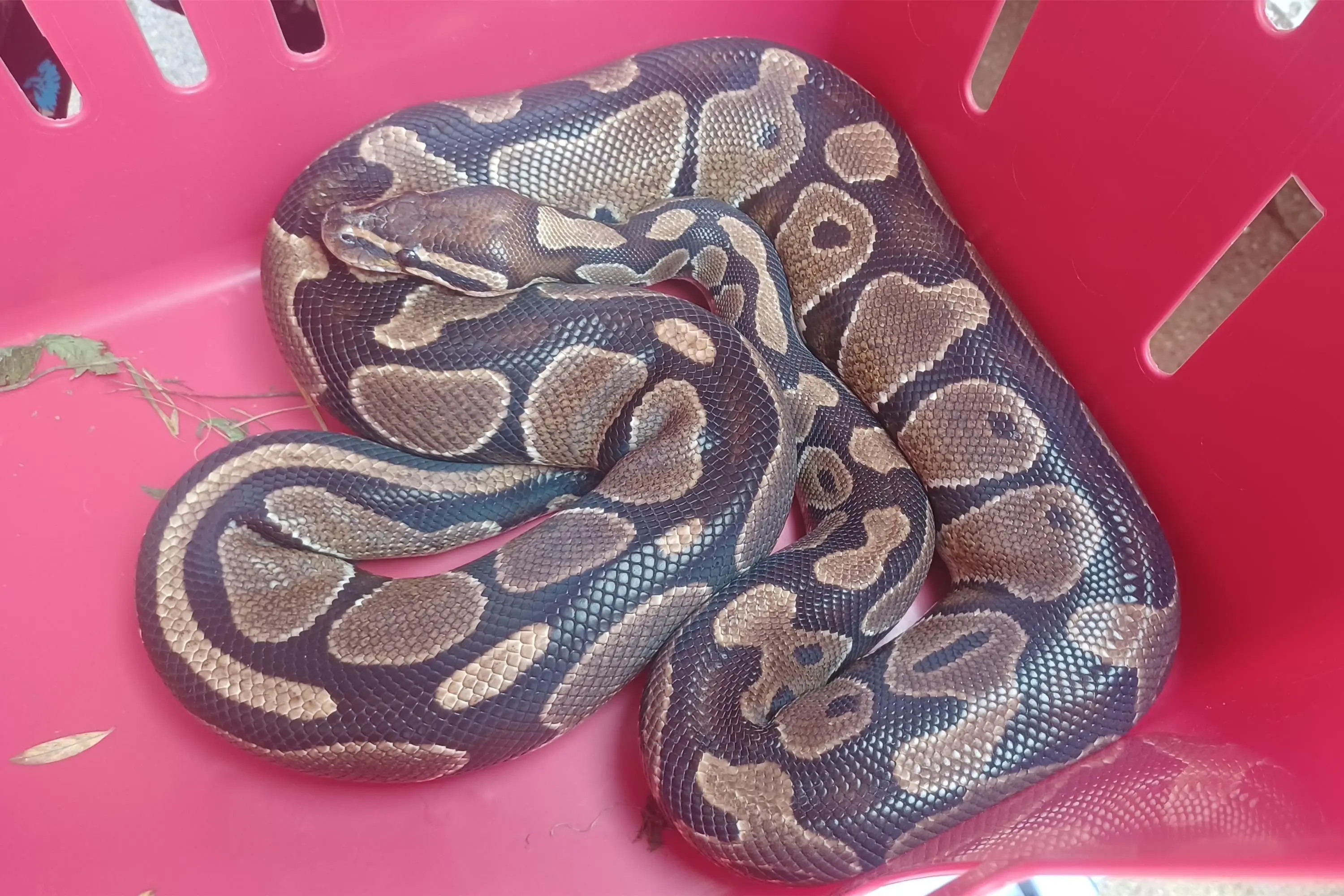 Tierschutzverein Horb: Suche nach Königspythons am Tälesee in Empfingen geht weiter | swp.de