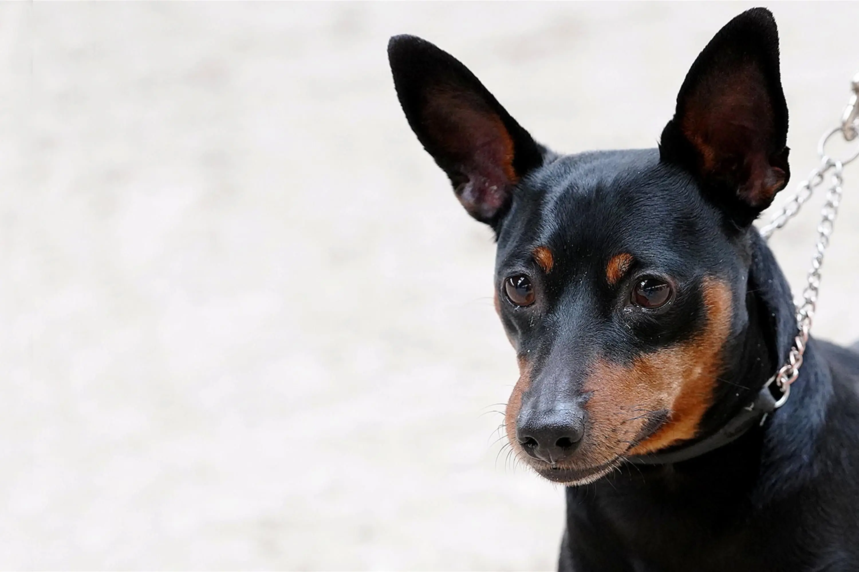 Horb · Tierwelt: Alles eine Frage des Gangs | swp.de