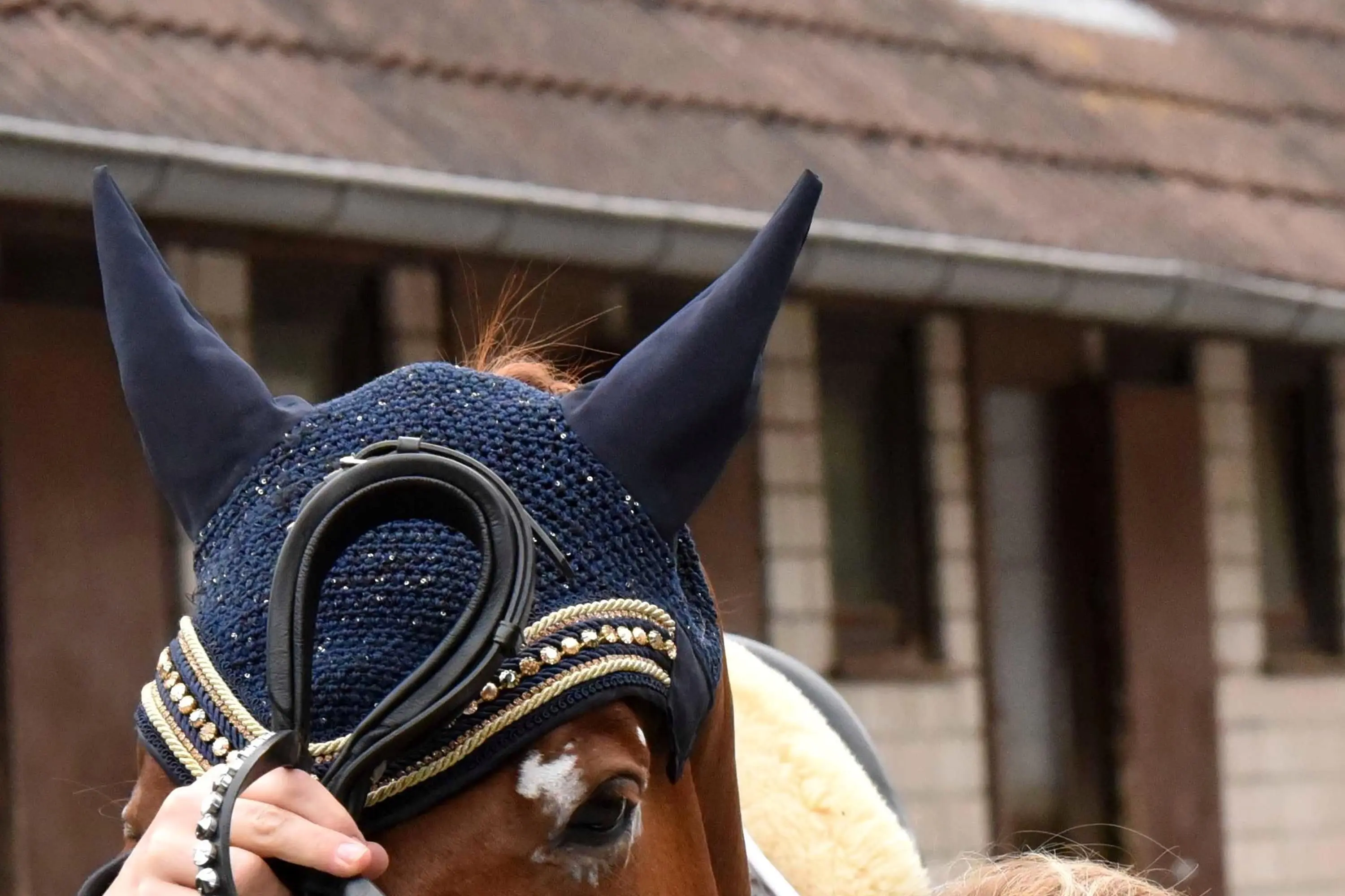 Horb · Reitsport: Herz-OP steht an | swp.de