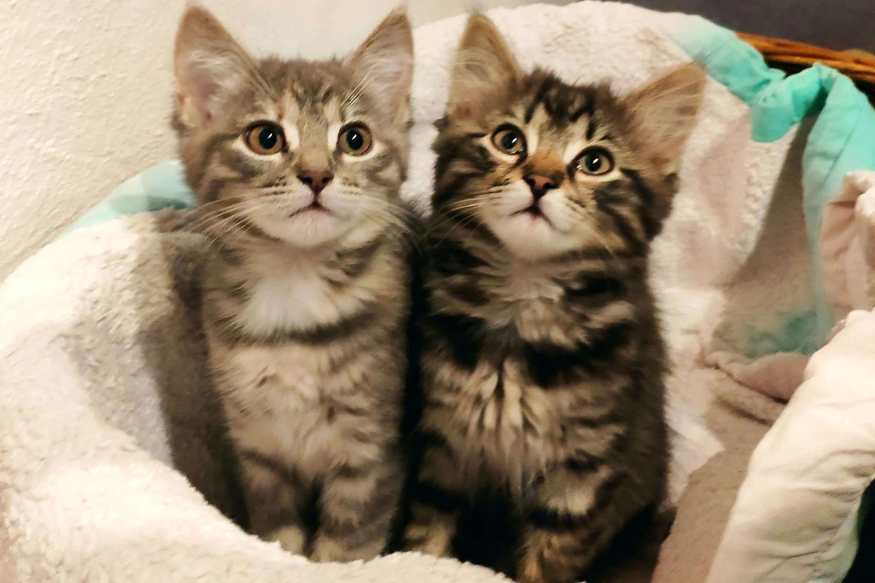 „Mit Engelszungen“: Katzen gehören nicht auf den Tisch und nicht aufs ...