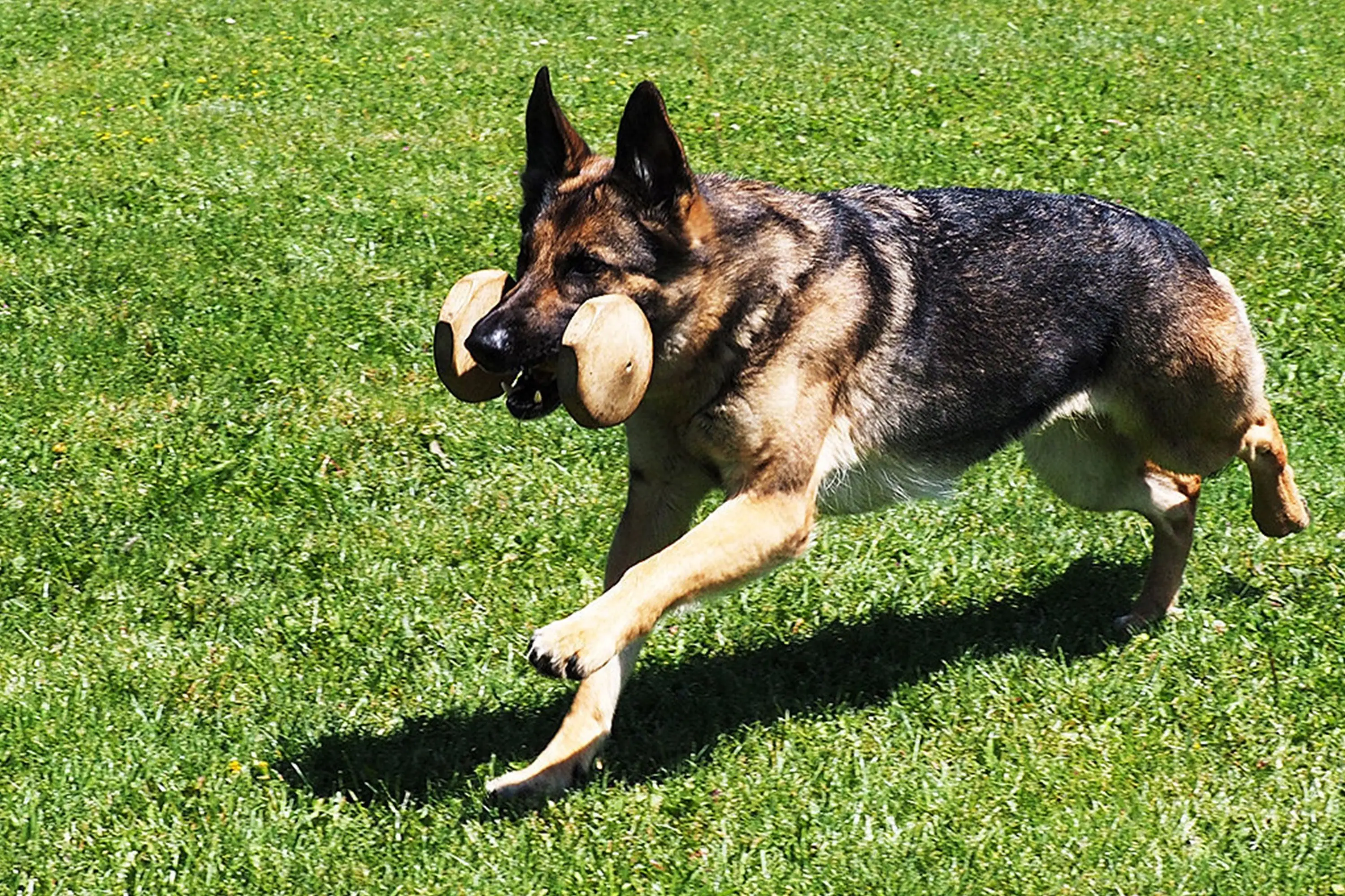 Eutingen · Tiere: Ganz flach presst sich Bonnie auf den Boden. Die ...