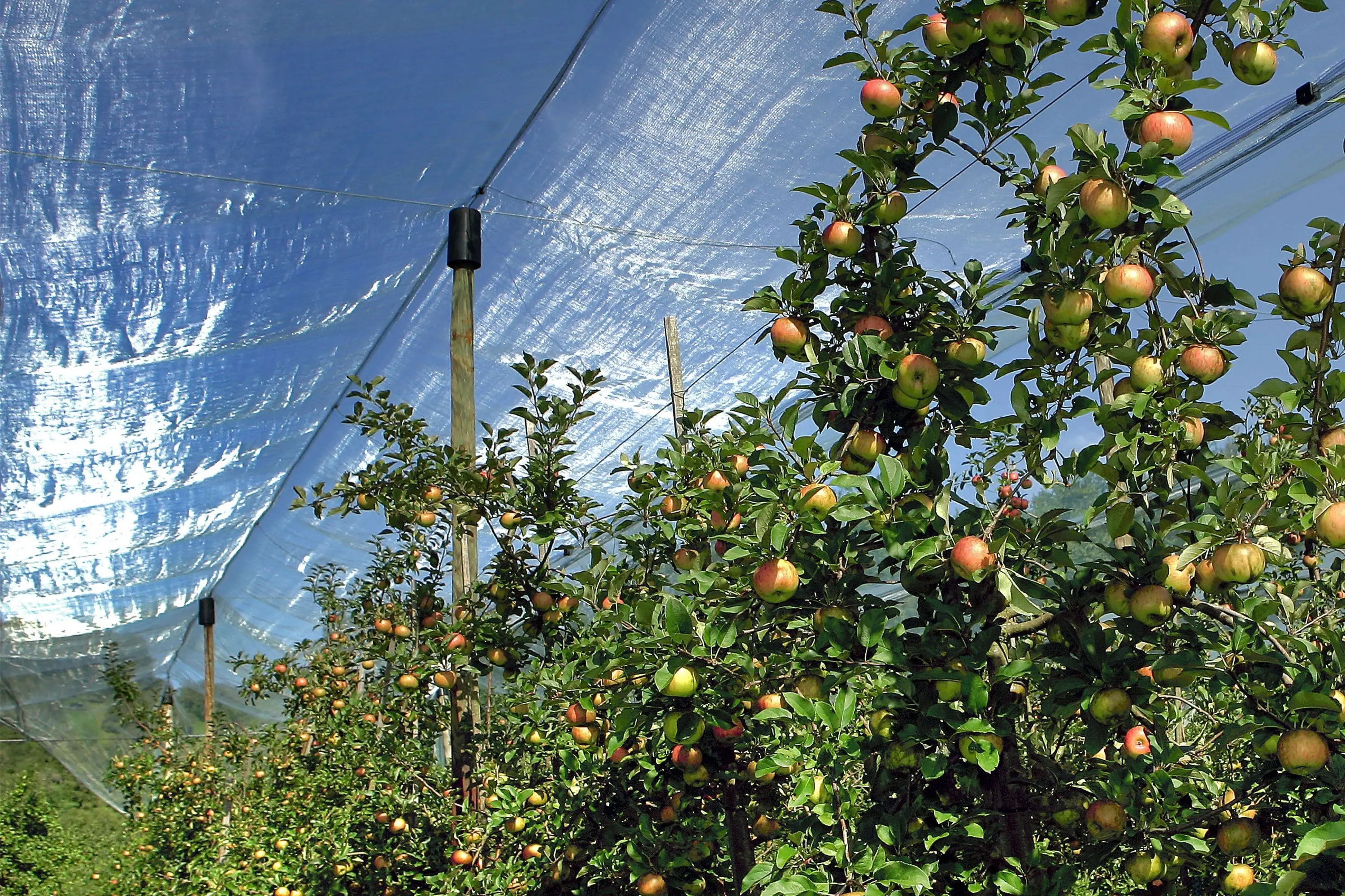 Corona · Saisonarbeitskräfte: Gute Pflücker erst im Herbst | swp.de