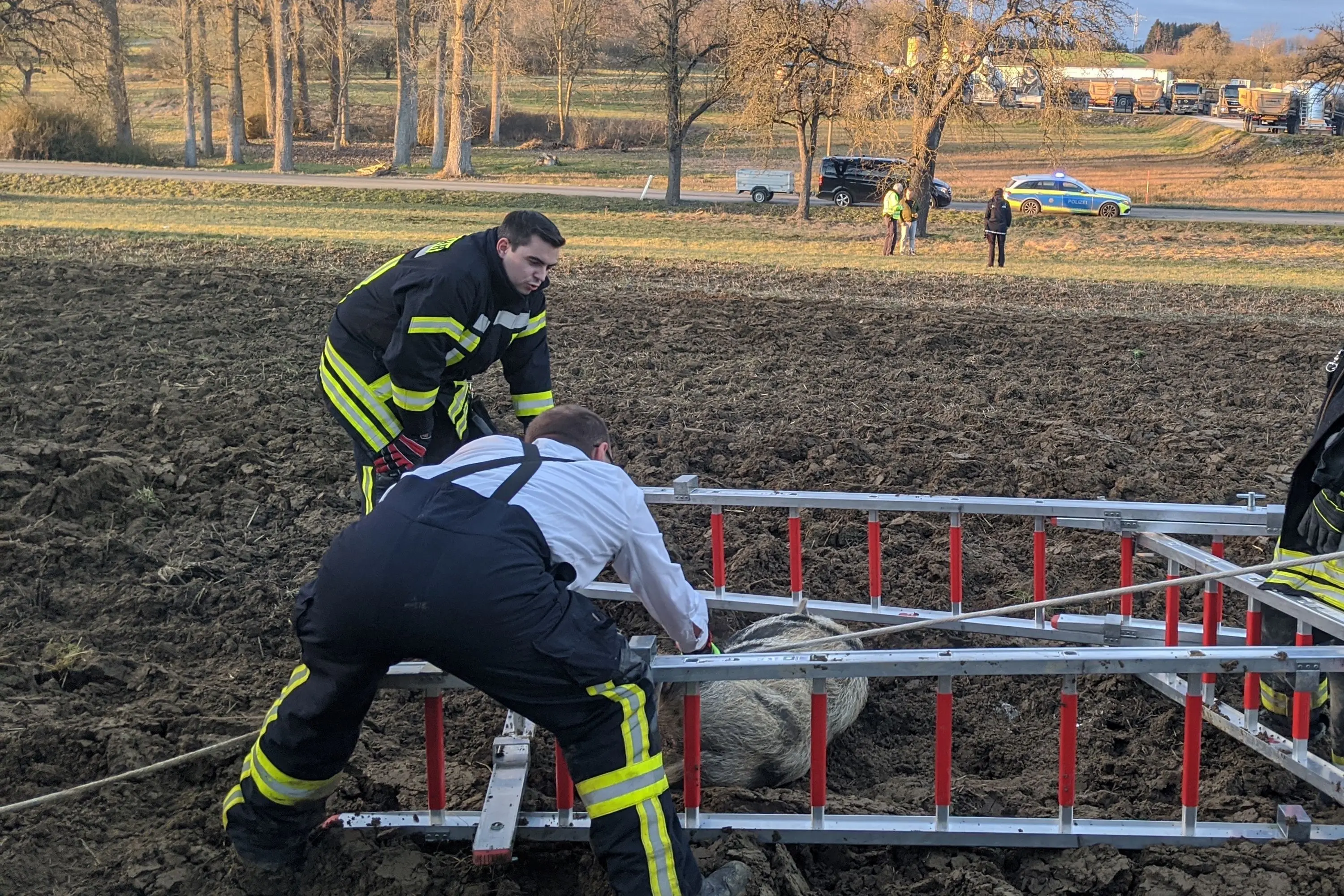 Empfingen: Schwein gehabt, Frederick: Hängebauchschwein gerettet | swp.de