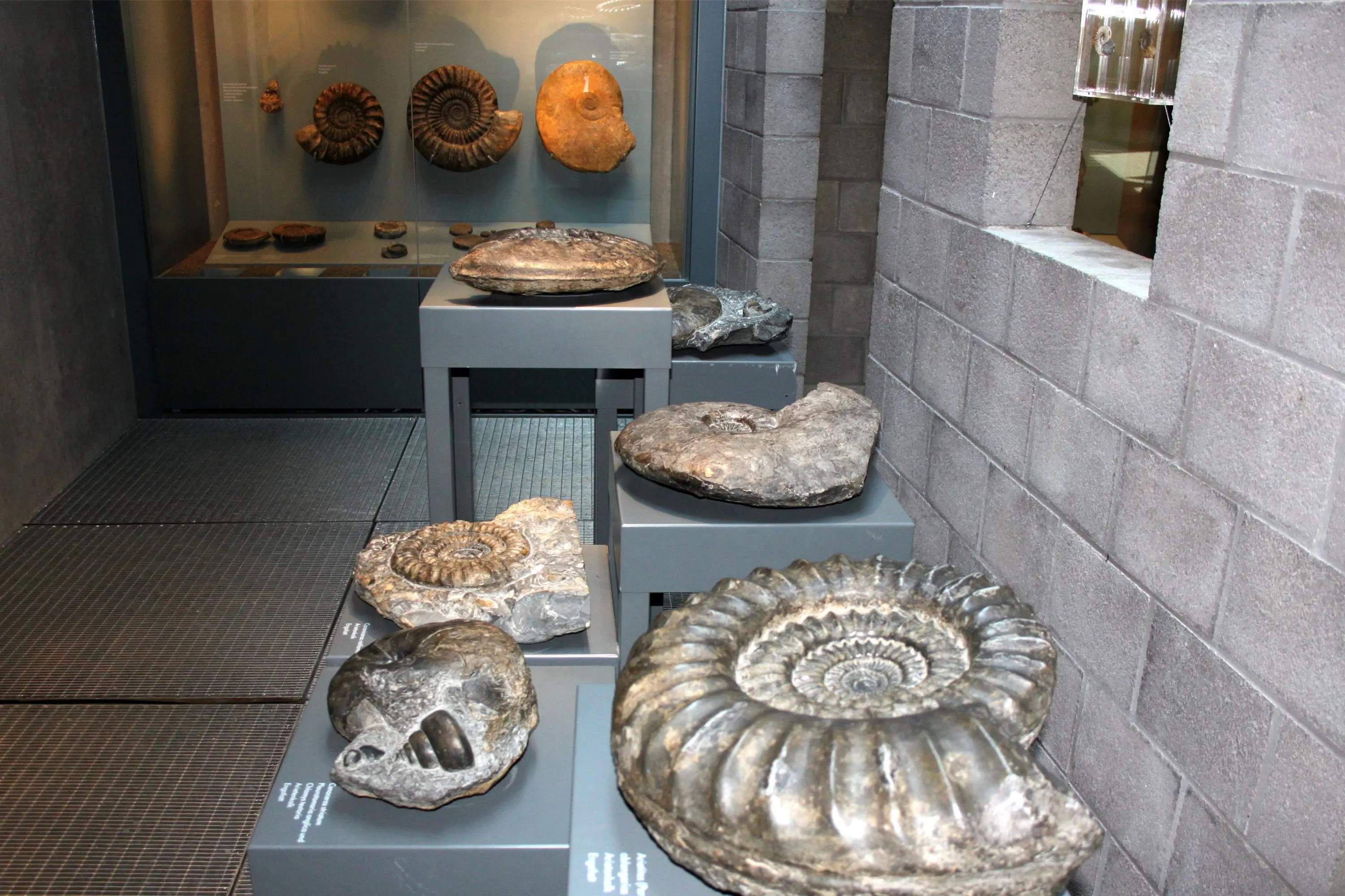 Fossilienmuseum Dotternhausen: Einfach mal auf Schiefer klopfen | swp.de