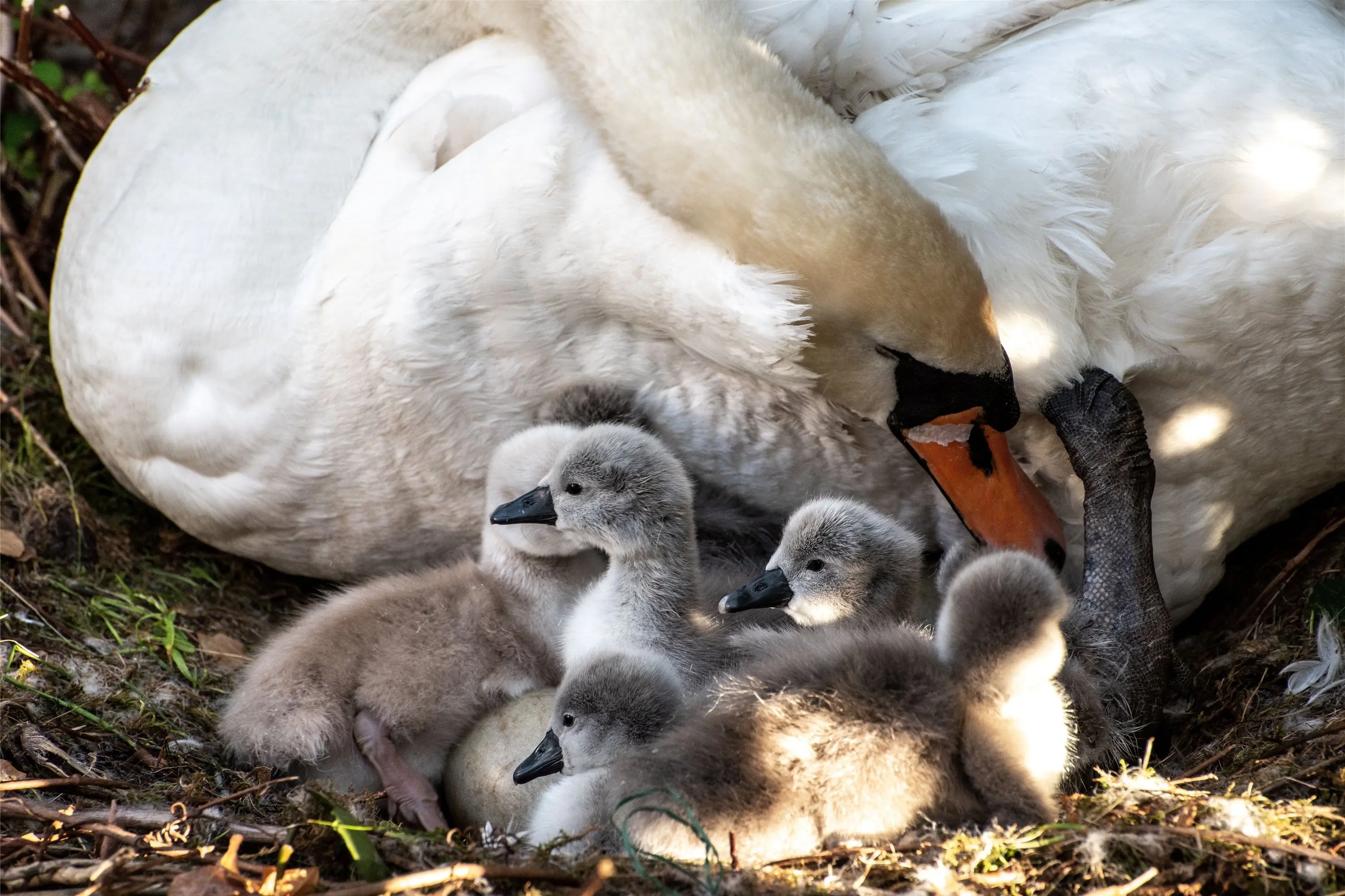 Rottenburg: Polizei rettet Schwanenkinder | swp.de