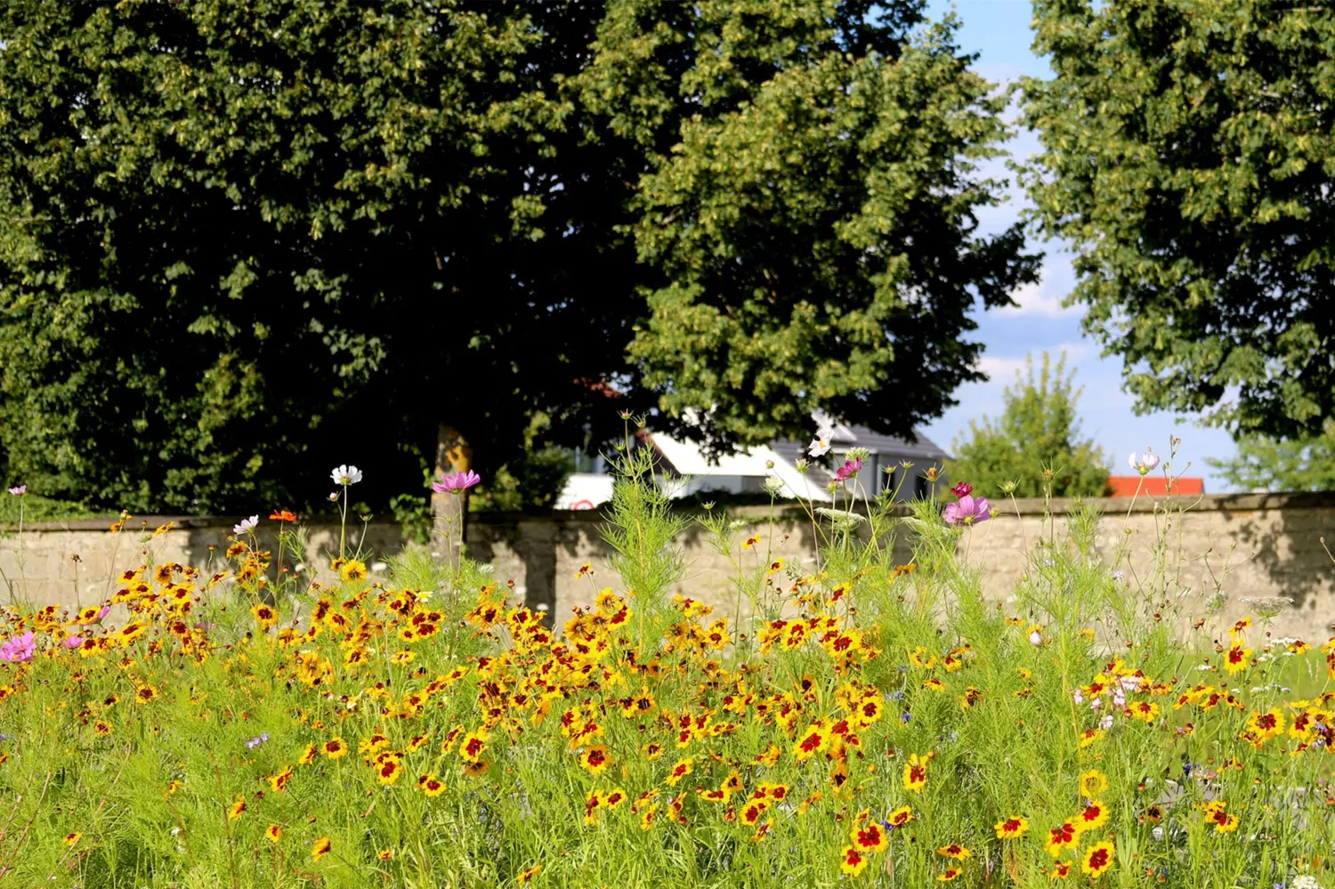 Eutingen · Natur: Tausende farbige Wunder blühen auf | swp.de