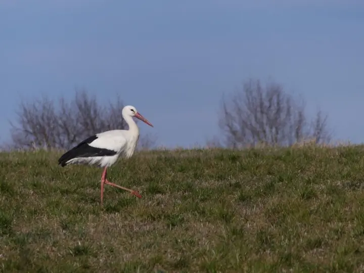 Rangendingen | swp.de